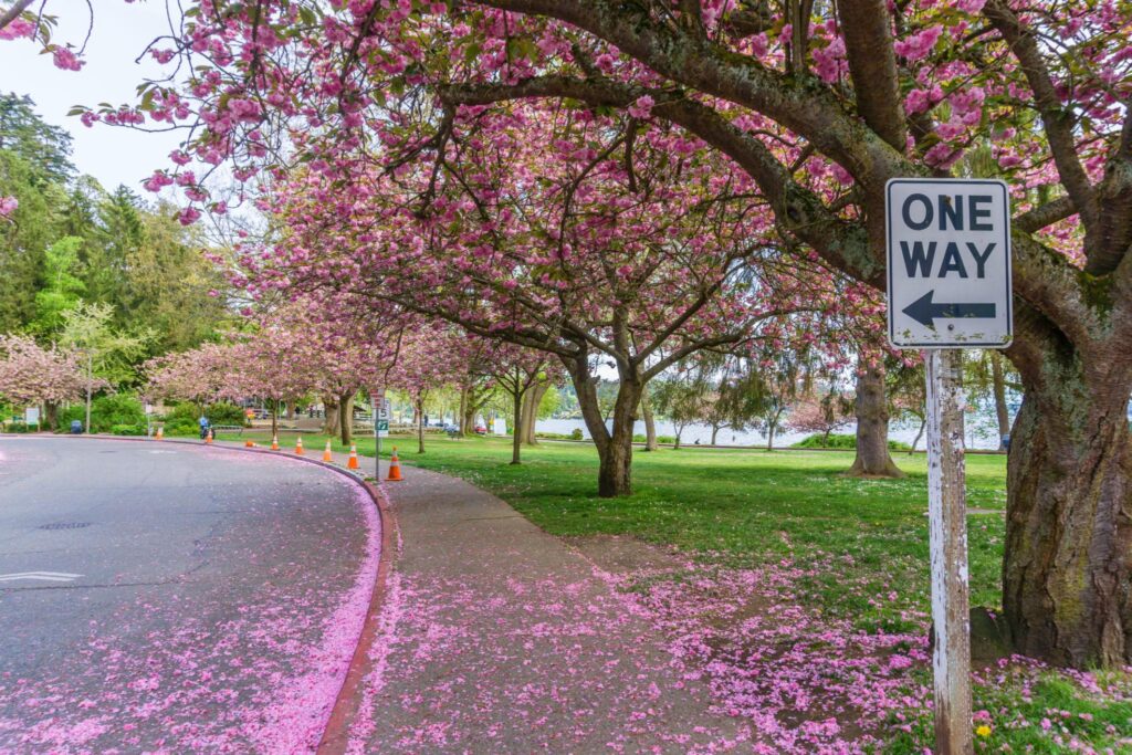 Where to See Cherry Blossoms in Seattle (2026 Local Guide) - Get Happy ...